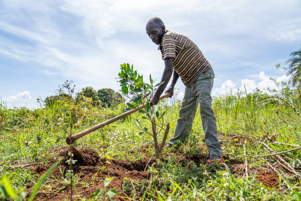 Preserving Nature and Tradition: The Mutuba Reforestation Project ...